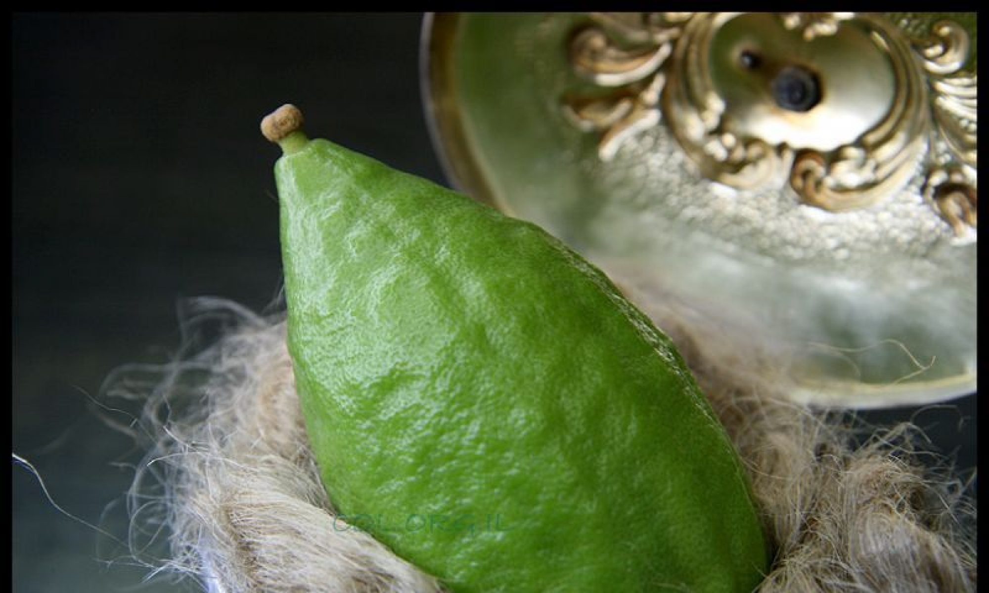 Loulavim & Etroguim ,Esrogim – La Centrale du Loulav – Etrog