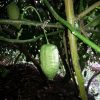 LA CENTRALE DU LOULAV - ETROG. - Etroguim, Loulavim,Etrog de Calabre ...
